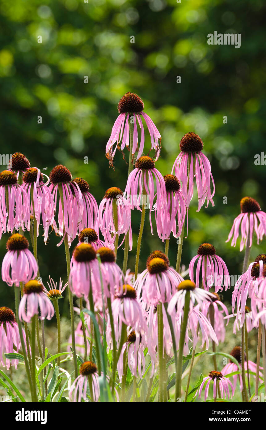 Glade cone flower (Echinacea simulata Stock Photo - Alamy