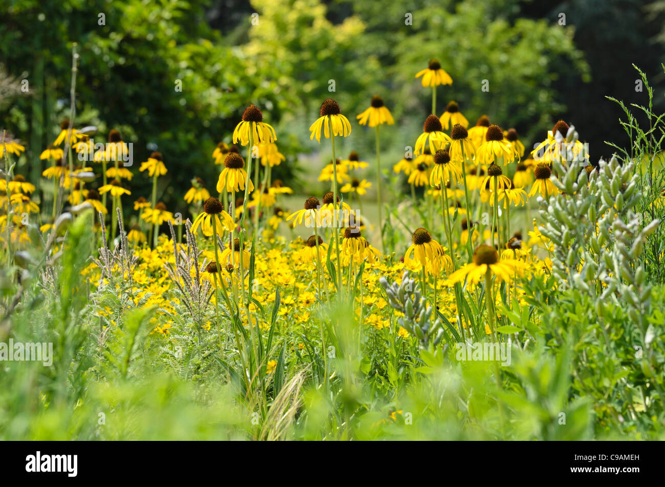 Echinacea paradoxa hi-res stock photography and images - Alamy