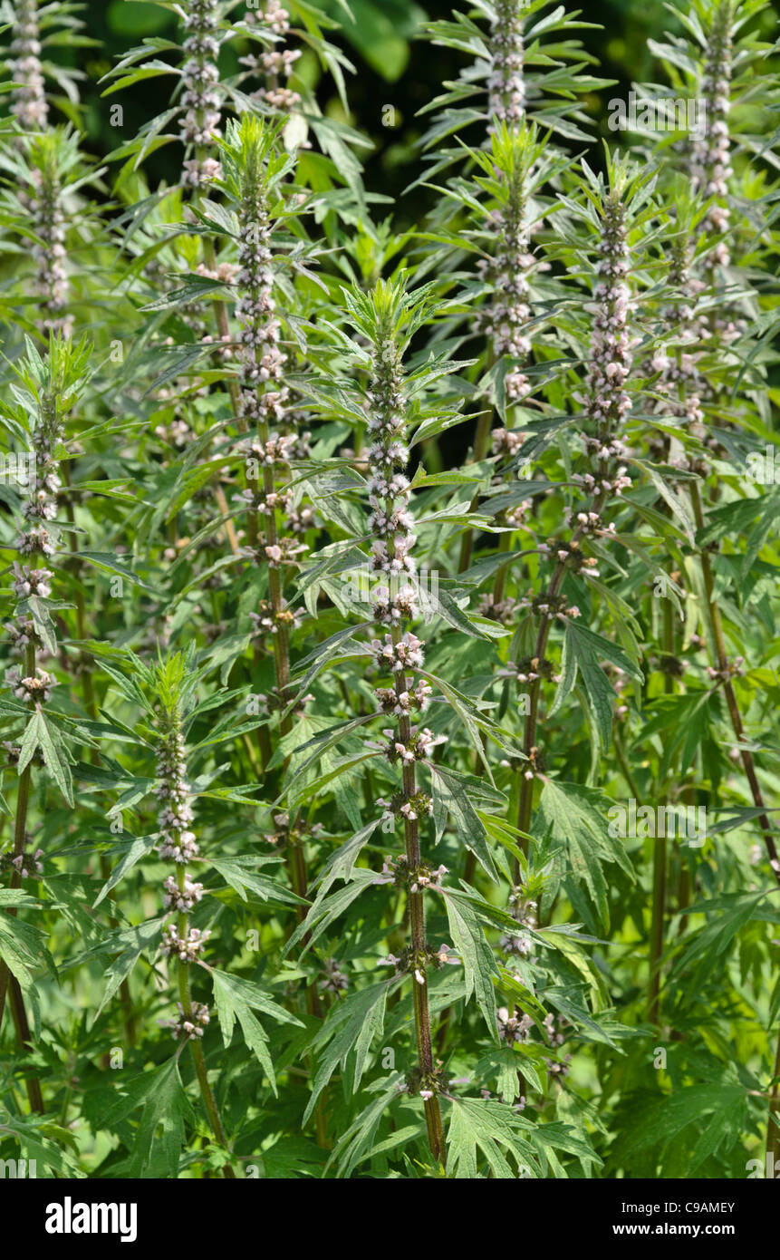 Siberian motherwort (Leonurus sibiricus Stock Photo - Alamy