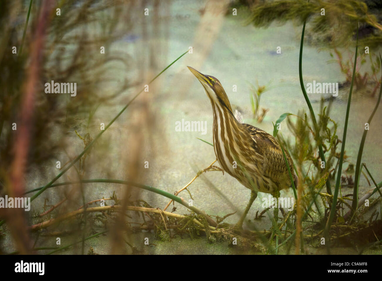 Bittern bird hi-res stock photography and images - Alamy