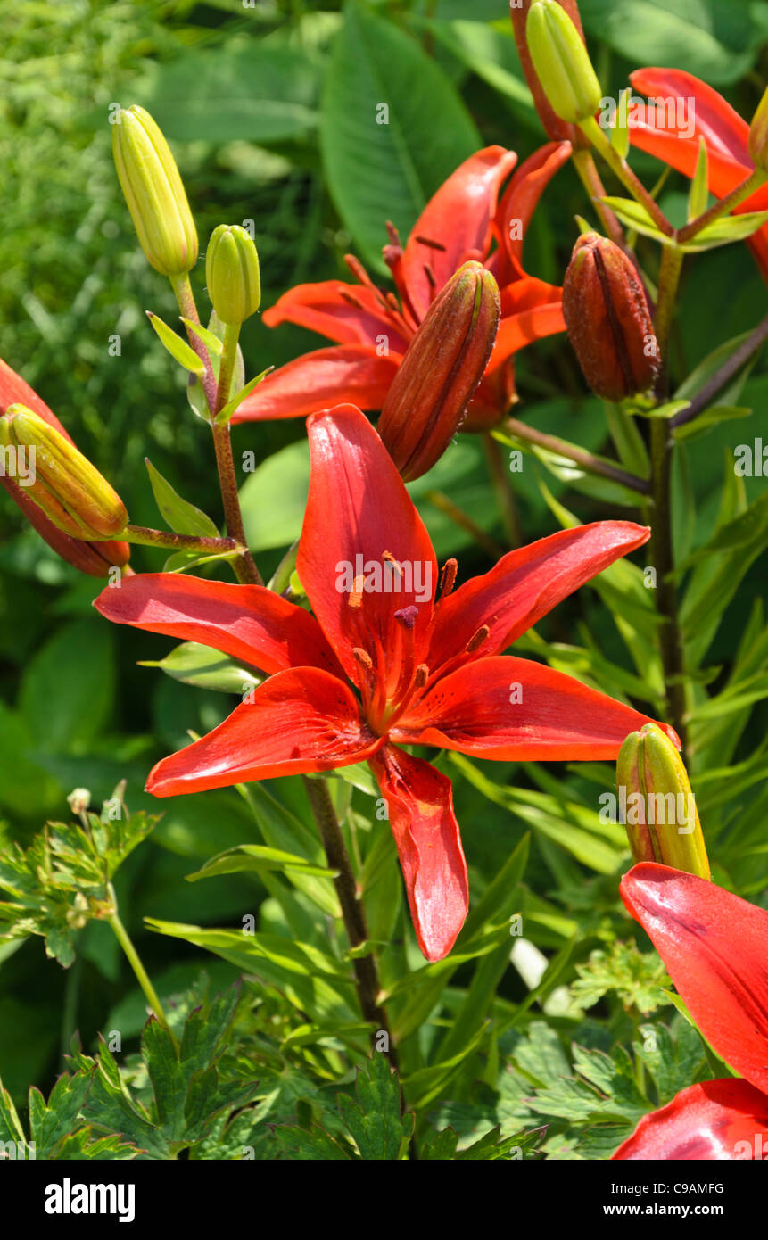 Lily parts hi-res stock photography and images - Alamy