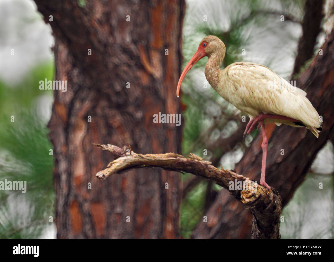 Ibis bill hi-res stock photography and images - Alamy