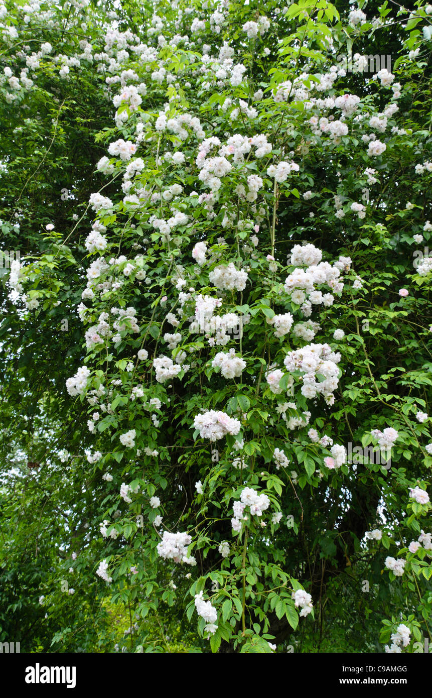 Rosa paul's himalayan musk tree hi-res stock photography and images - Alamy