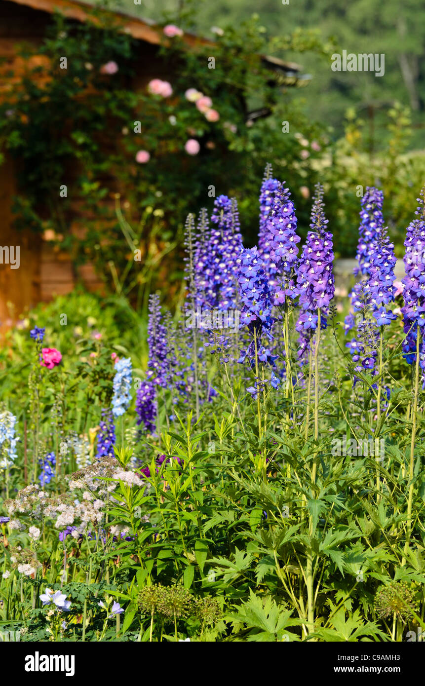 Larkspur (Delphinium elatum Stock Photo - Alamy