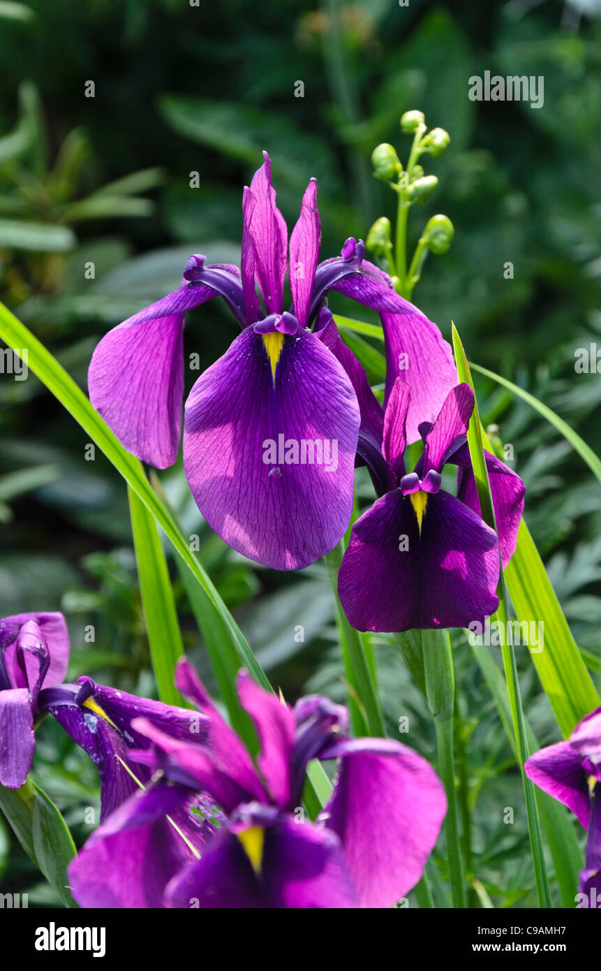 Iridaceae iris flower plant hi-res stock photography and images - Alamy