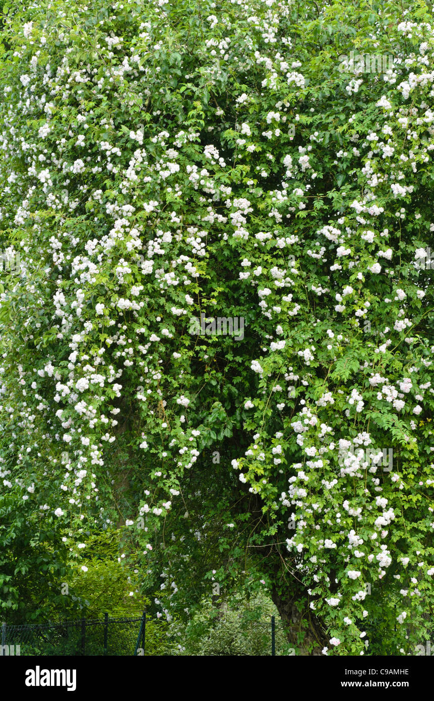 Rosa paul's himalayan musk tree hi-res stock photography and images - Alamy