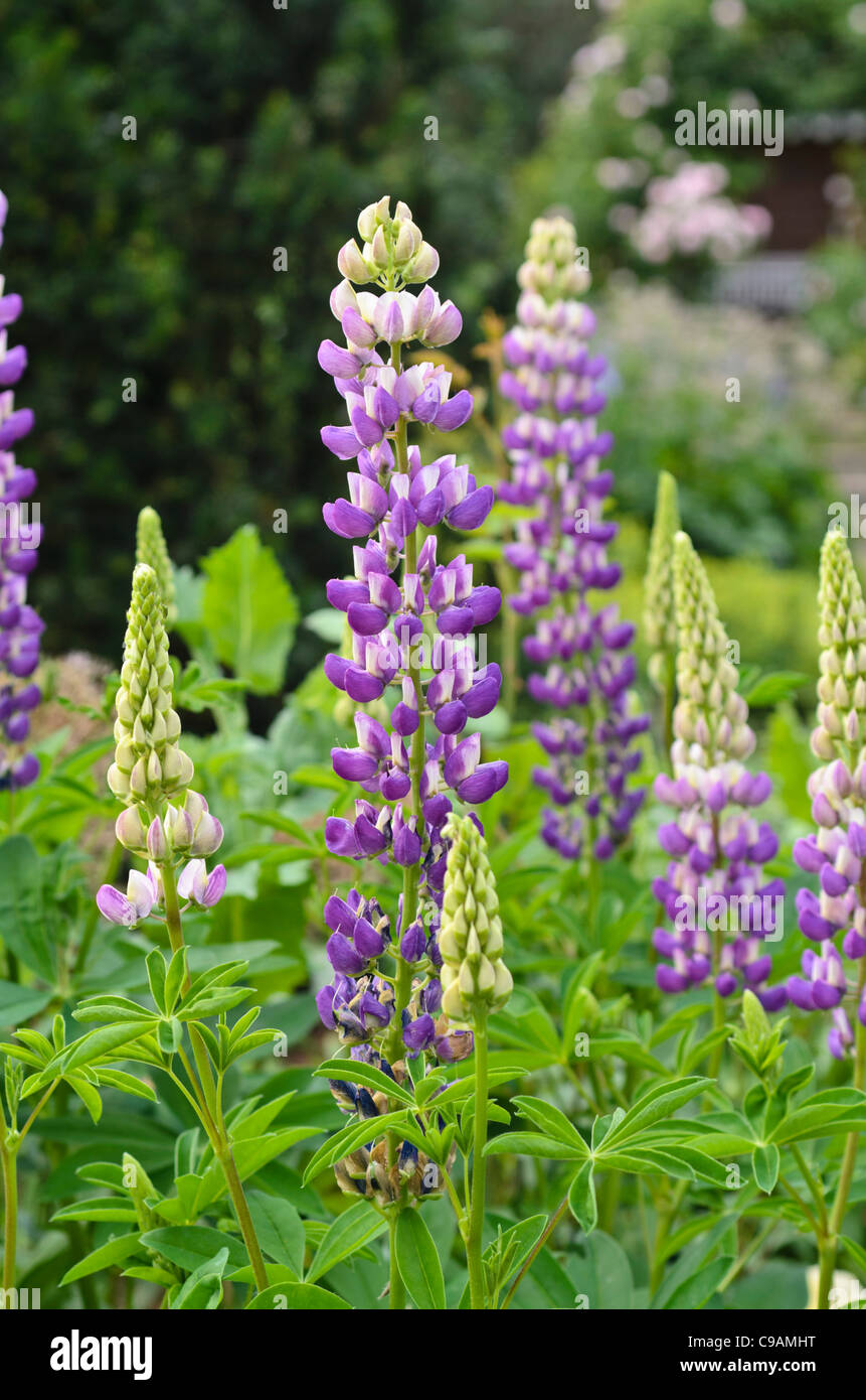 Garden lupin (Lupinus polyphyllus Stock Photo - Alamy
