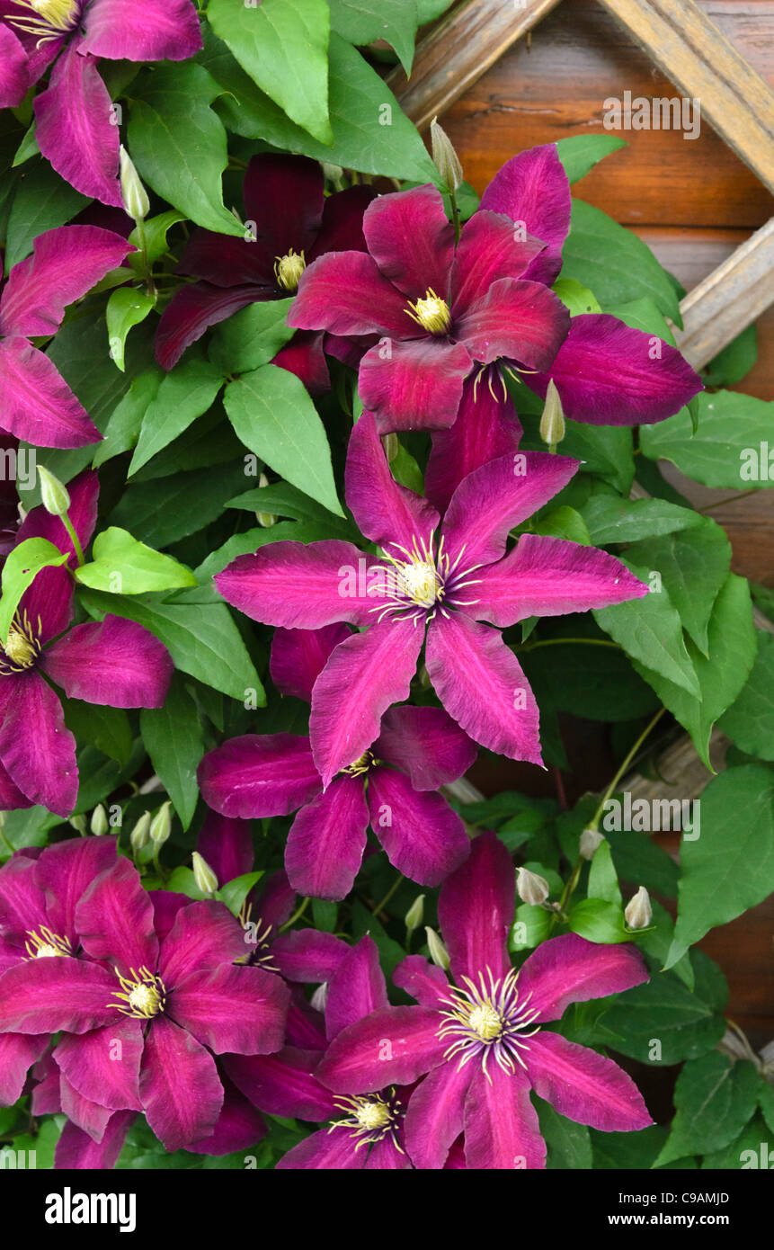 Clematis (Clematis Niobe Stock Photo - Alamy