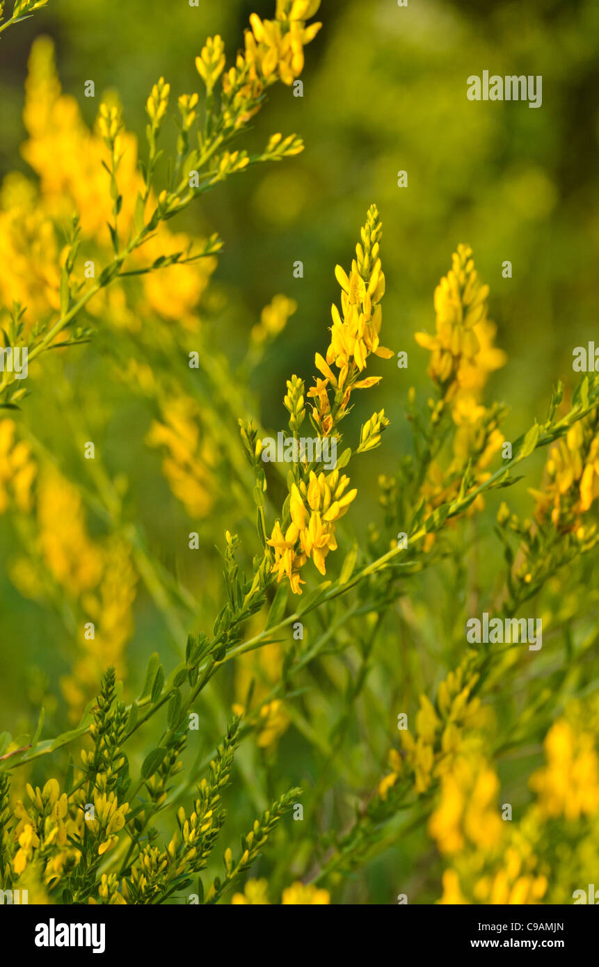 Genista plant hi-res stock photography and images - Alamy