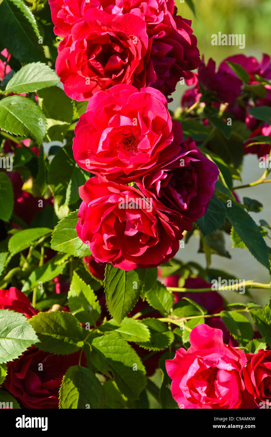 Climbing rose (Rosa Flammentanz Stock Photo - Alamy