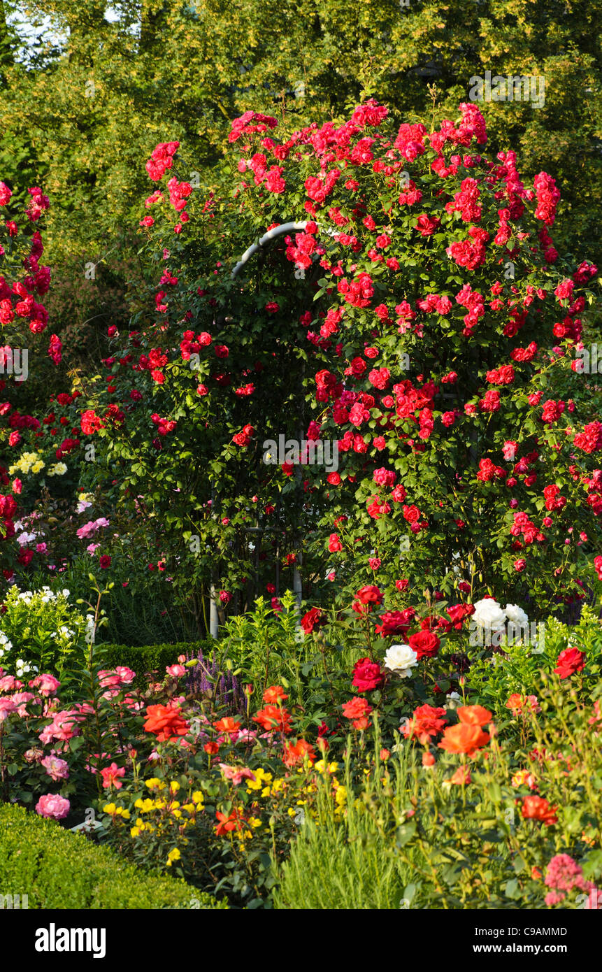 Multiflora rose (Rosa Paul's Scarlet Climber Stock Photo - Alamy