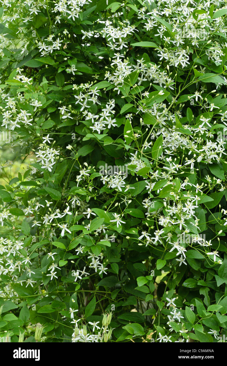 Erect clematis (Clematis recta Stock Photo - Alamy