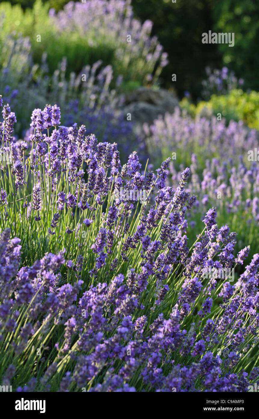 Common lavender (Lavandula angustifolia Stock Photo - Alamy