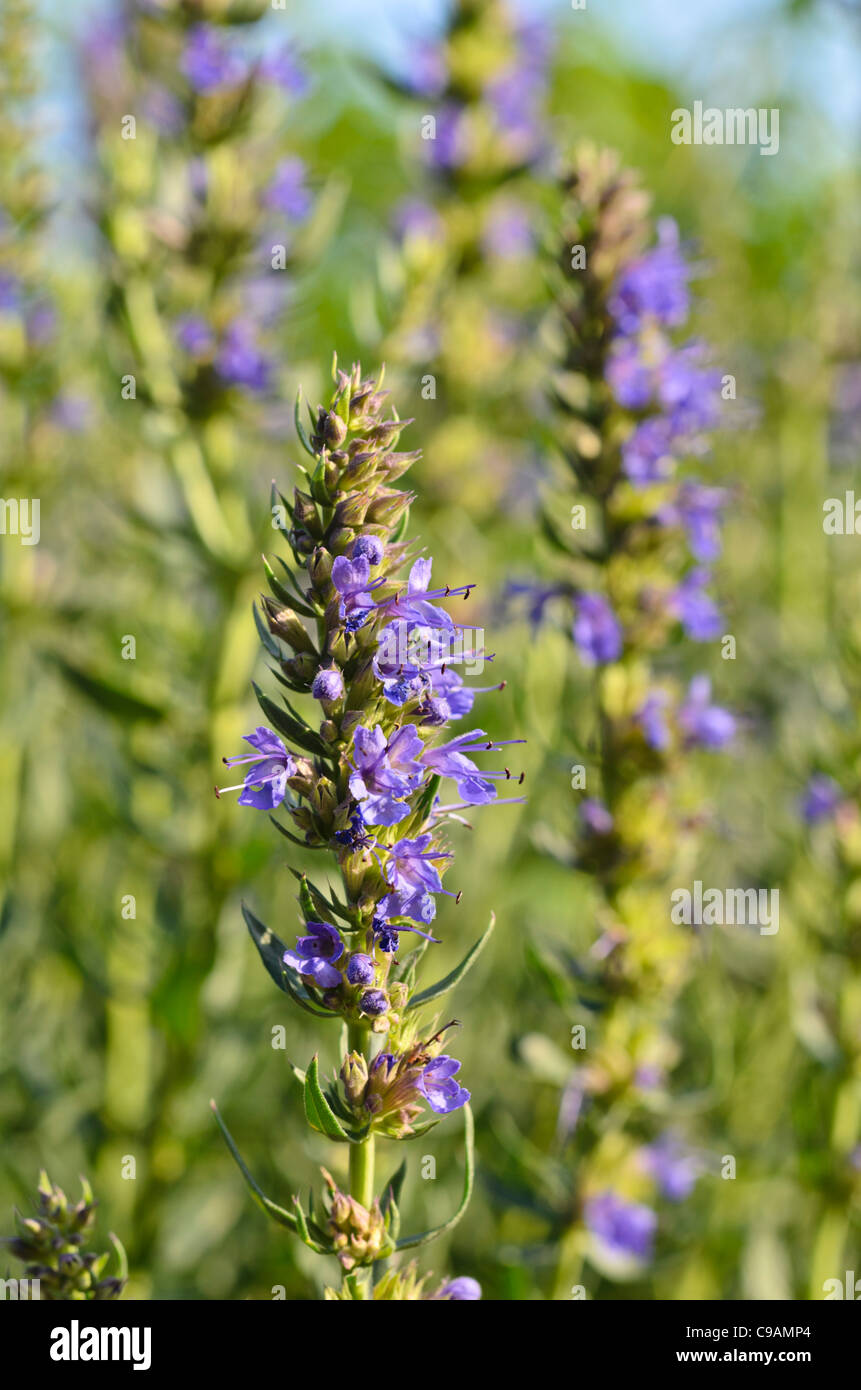 Hyssop (Hyssopus officinalis Stock Photo - Alamy