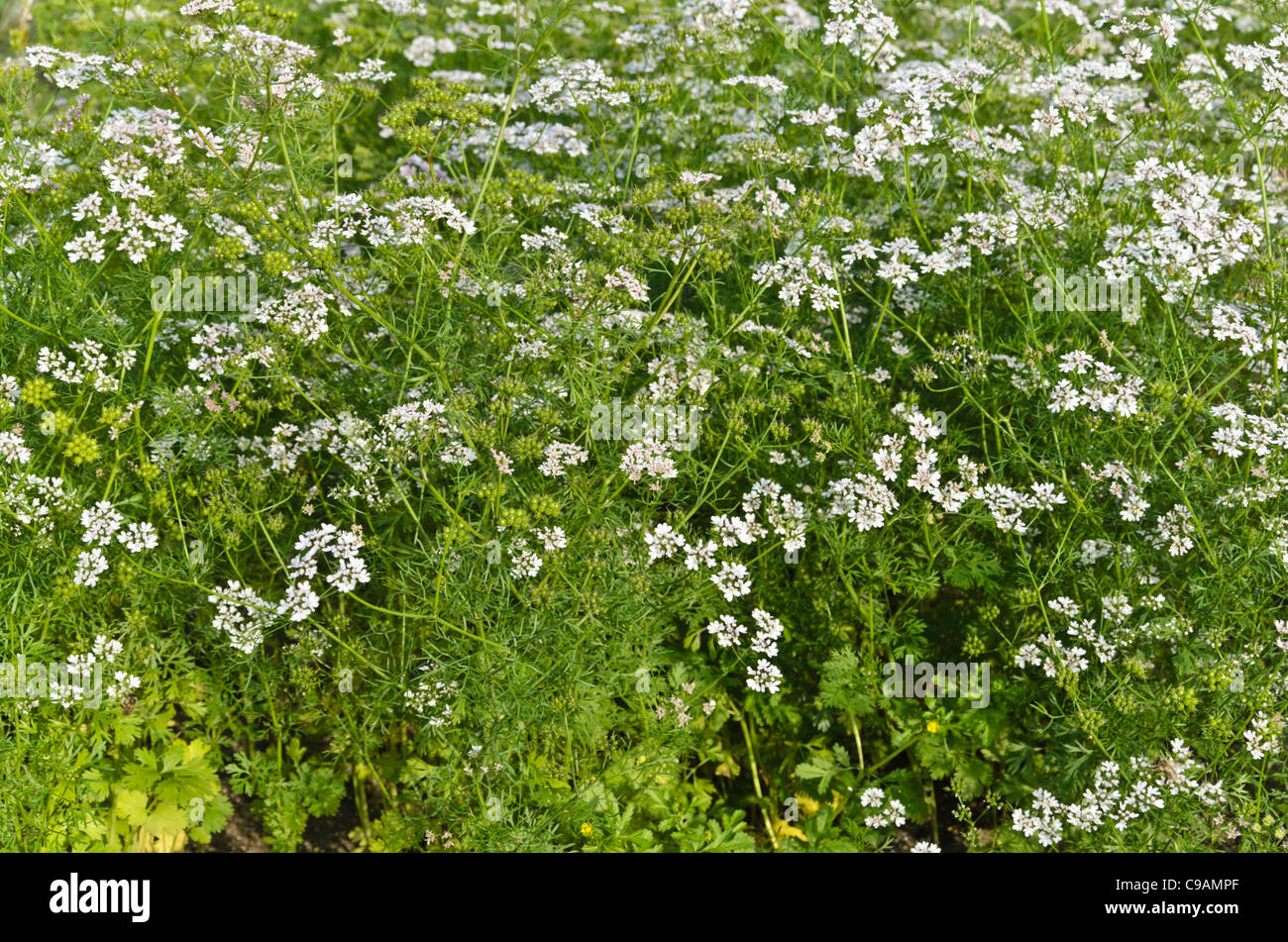 Coriandrum sativum plant hi-res stock photography and images - Alamy