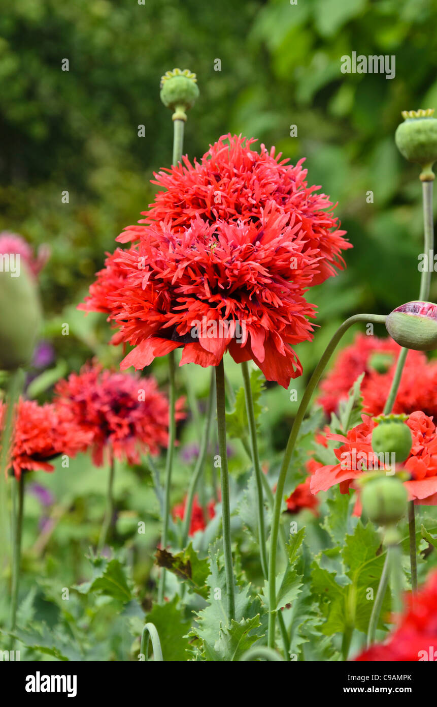 Papaver somniferum double red hi-res stock photography and images - Alamy