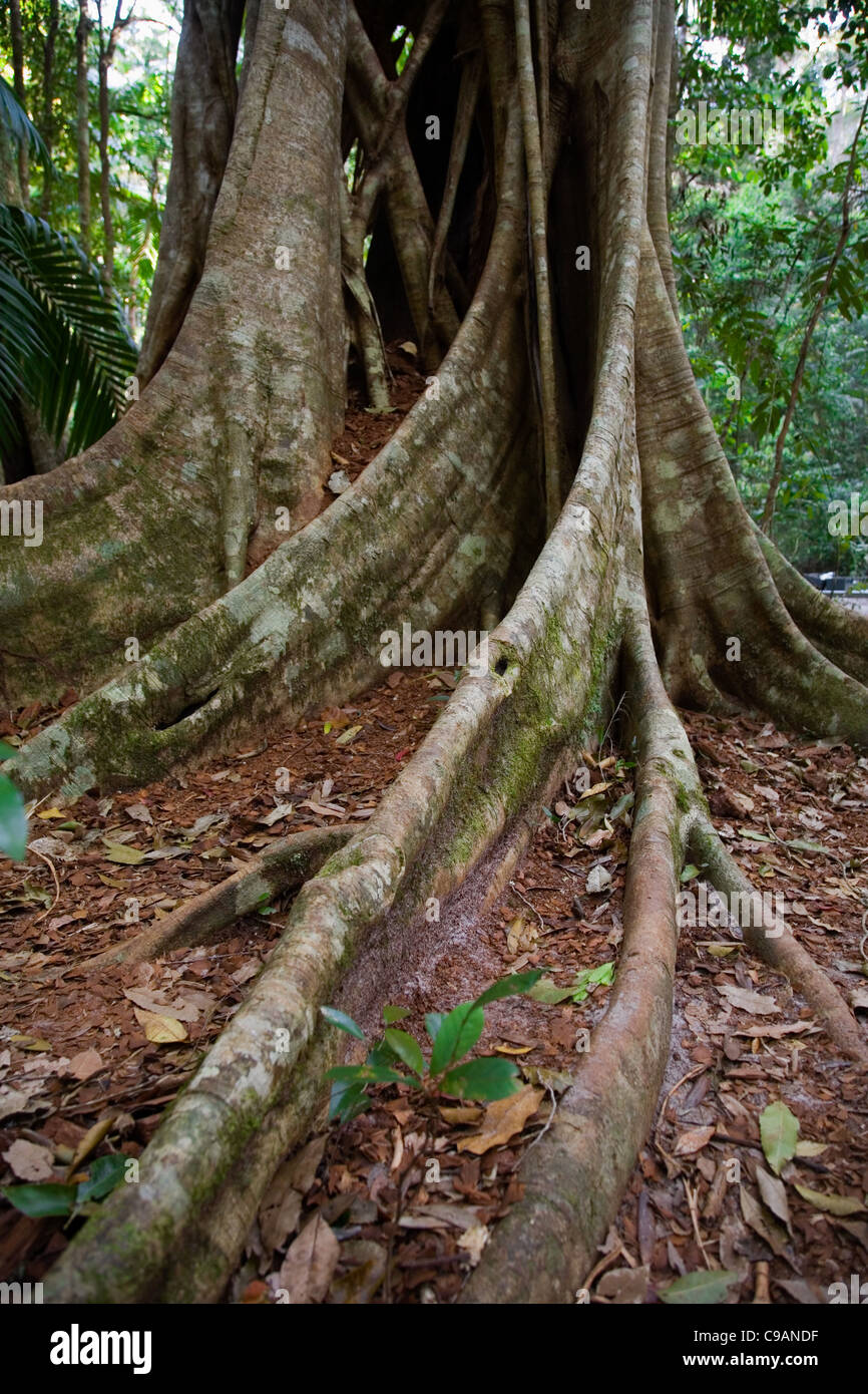 Pile root system hi-res stock photography and images - Alamy