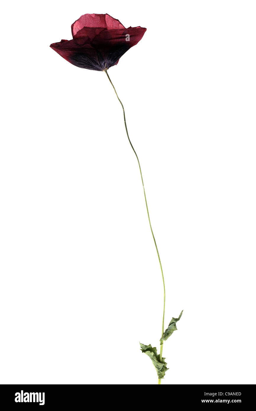 dried Single poppy isolated on white background Stock Photo - Alamy