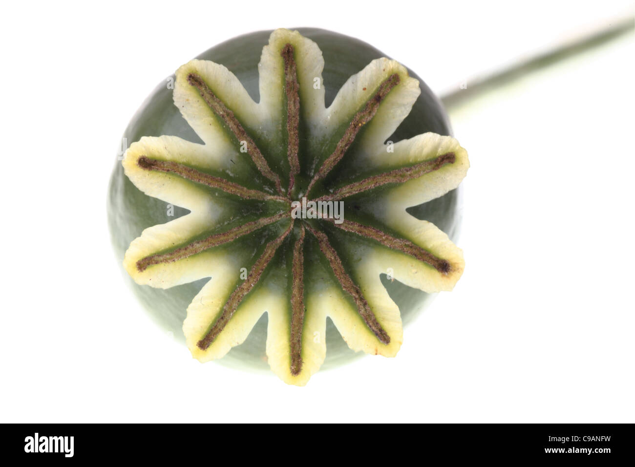 Poppy head detail Cut Out Stock Images & Pictures - Alamy