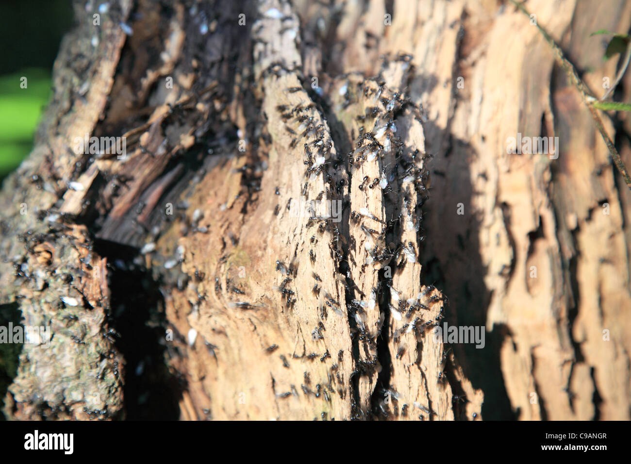 Group of tiny ants hi-res stock photography and images - Alamy