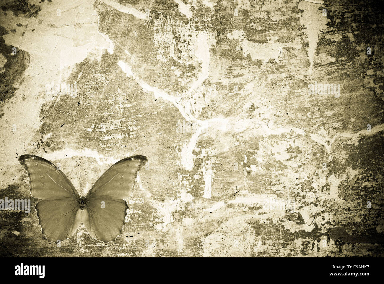 butterfly wall texture background Stock Photo - Alamy