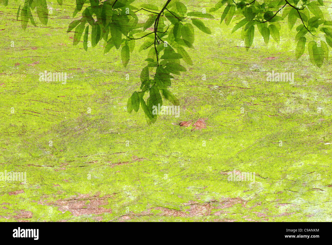 green leaf tree trunk surface texture background Stock Photo - Alamy