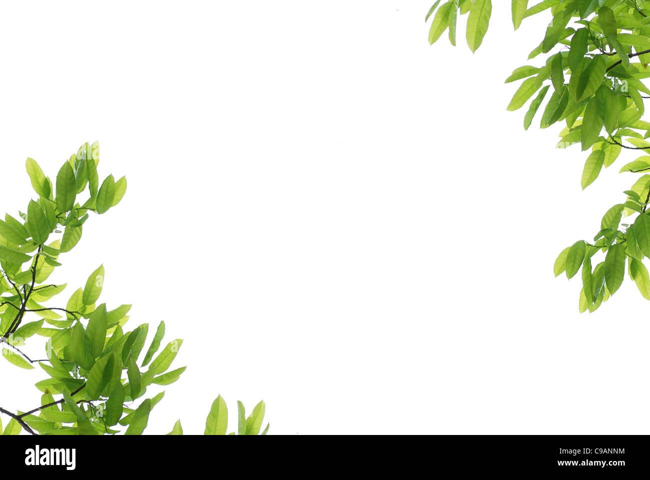 green leaf tree trunk surface texture background Stock Photo - Alamy