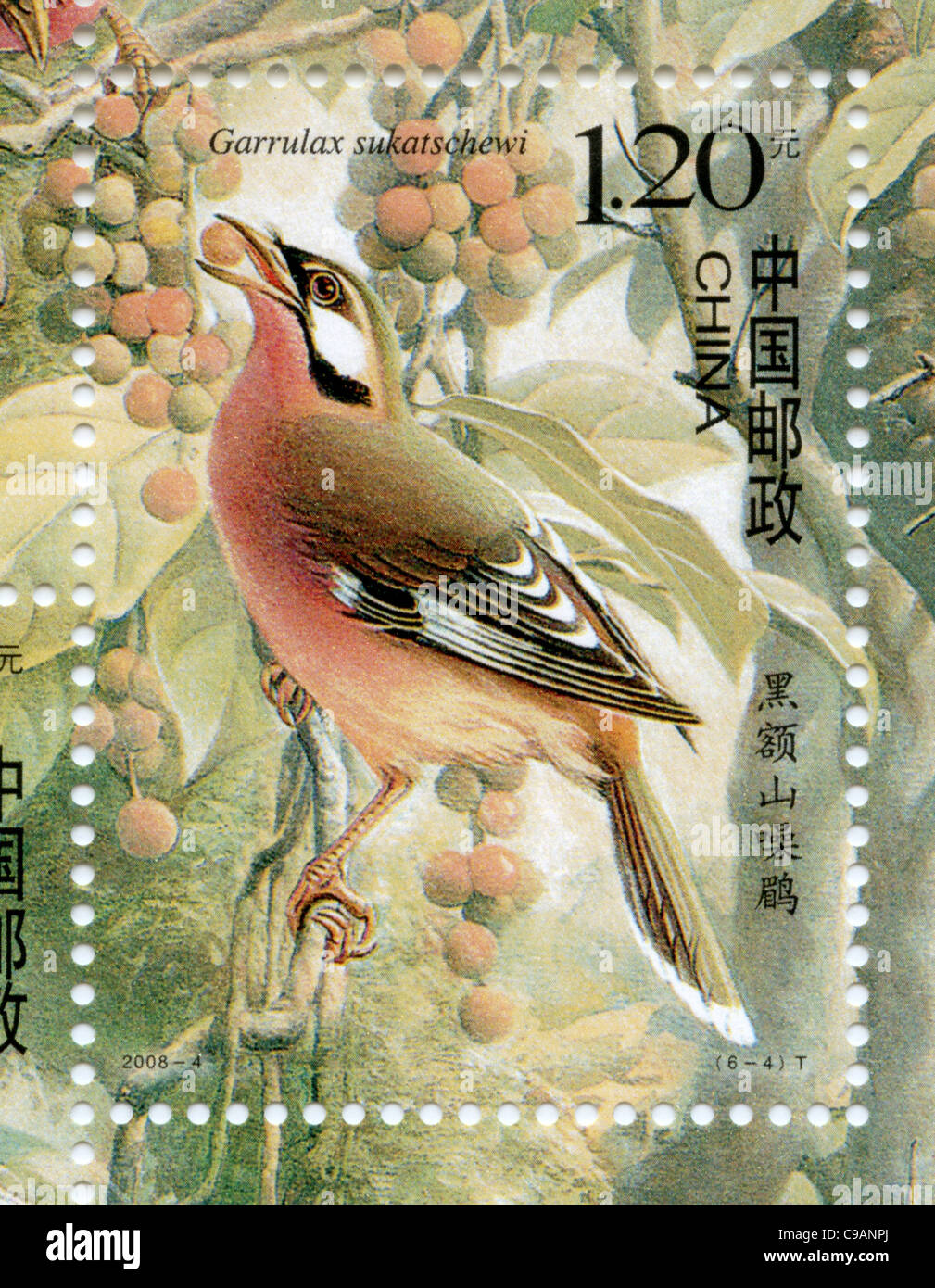 Snowy cheeked laughingthrush hi-res stock photography and images - Alamy