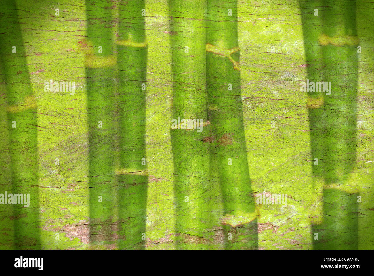 abstract bamboo green background Stock Photo - Alamy