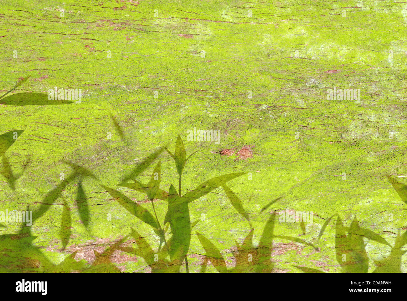 green leaf tree trunk surface texture background Stock Photo - Alamy