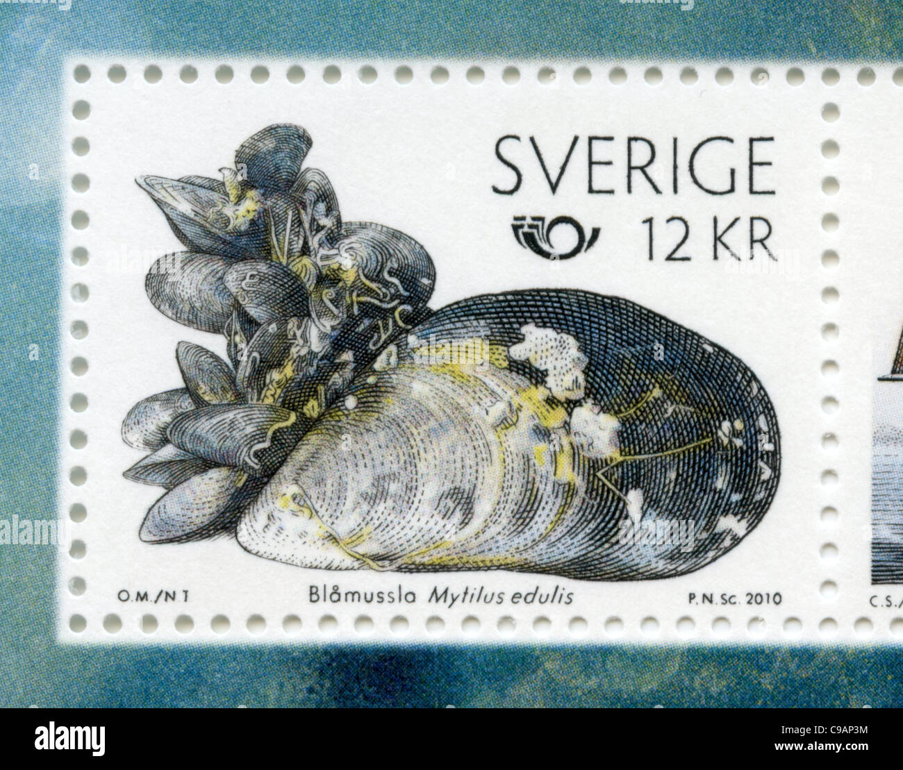 Sweden postage stamp - The blue mussel, Mytilus edulis Stock Photo - Alamy