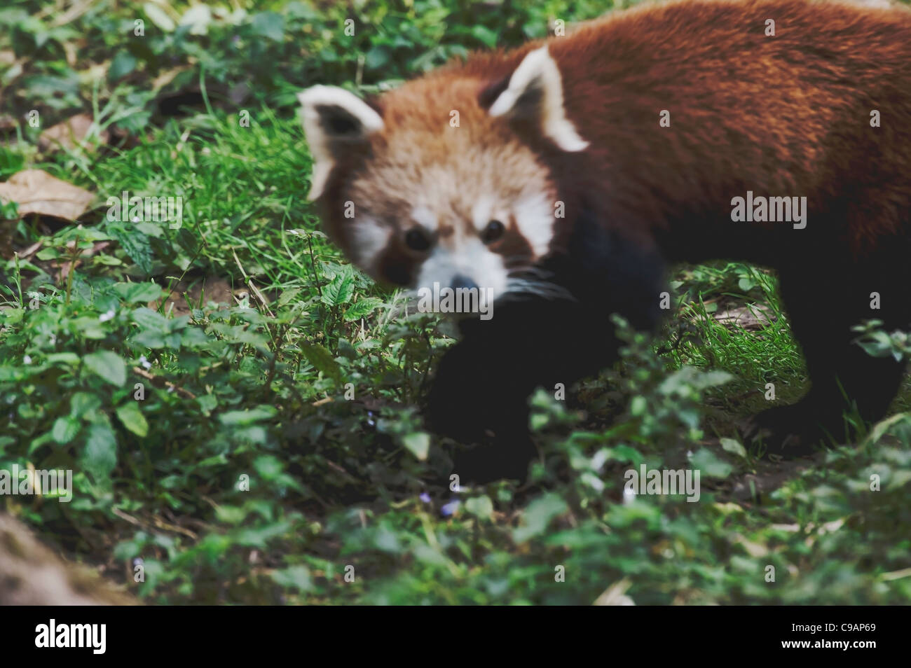 panda [Land] [WOP] [PH] Stock Photo - Alamy