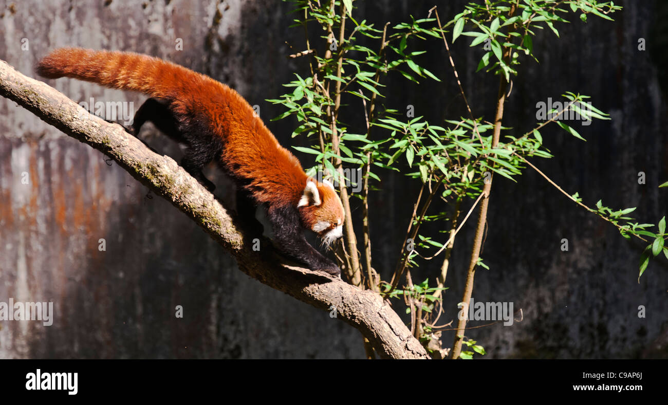 panda [Land] [WOP] [PH] Stock Photo - Alamy