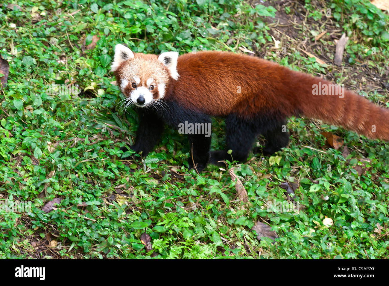 panda [Land] [WOP] [PH] Stock Photo - Alamy