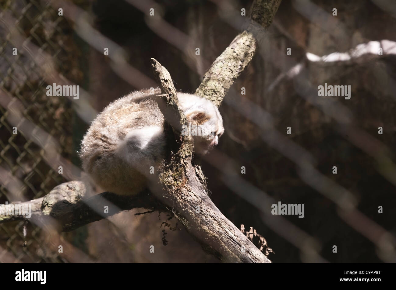 Slow loris hi-res stock photography and images - Alamy