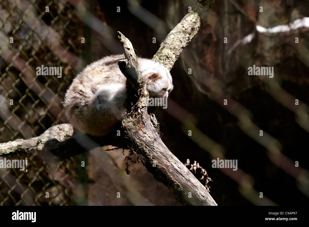 Slow loris hi-res stock photography and images - Alamy