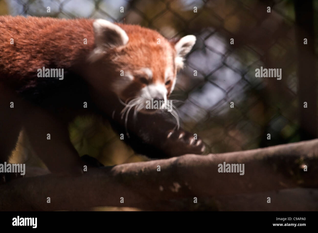 panda [Land] [WOP] [PH] Stock Photo - Alamy