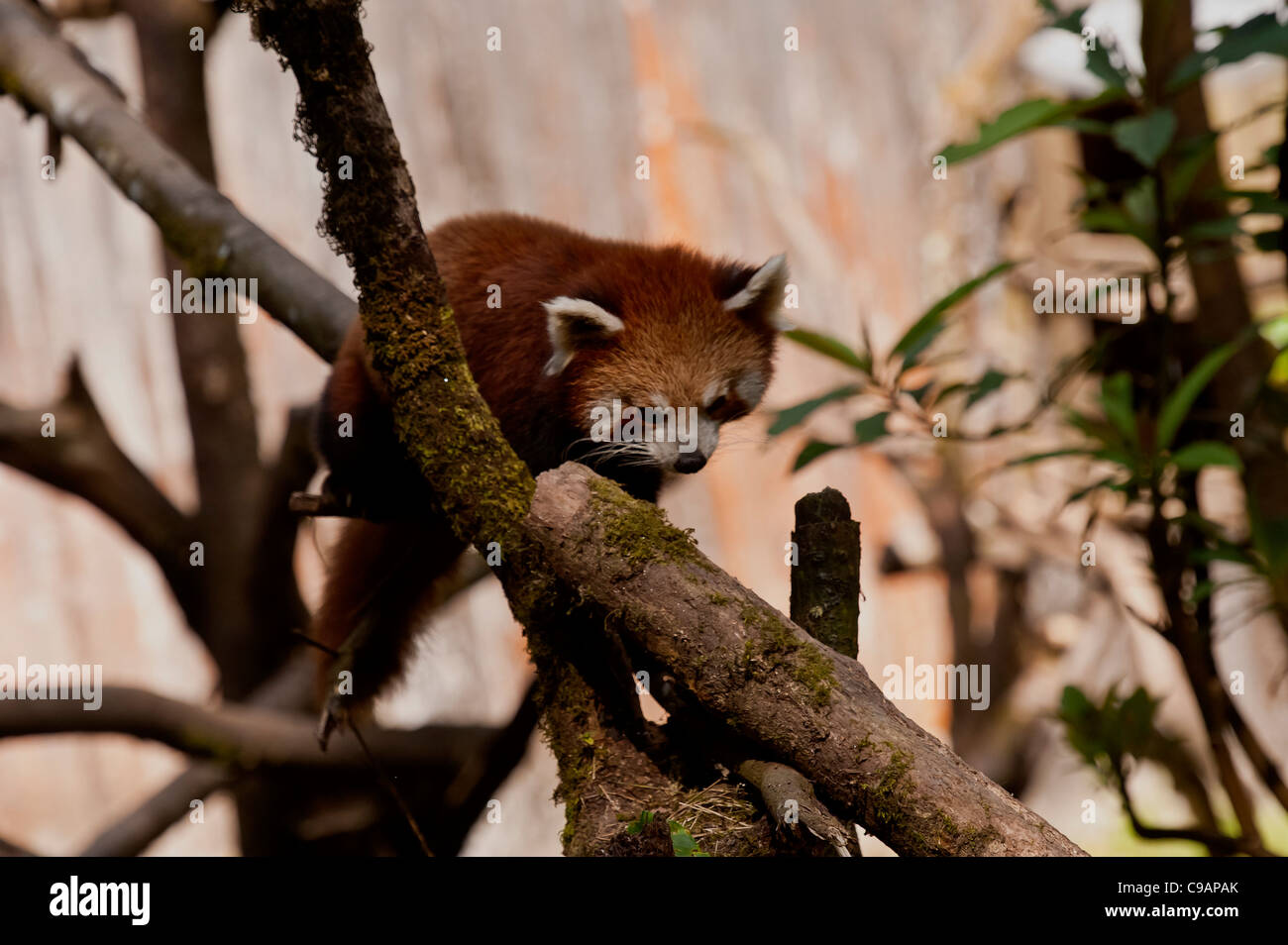 Panda on log hi-res stock photography and images - Alamy