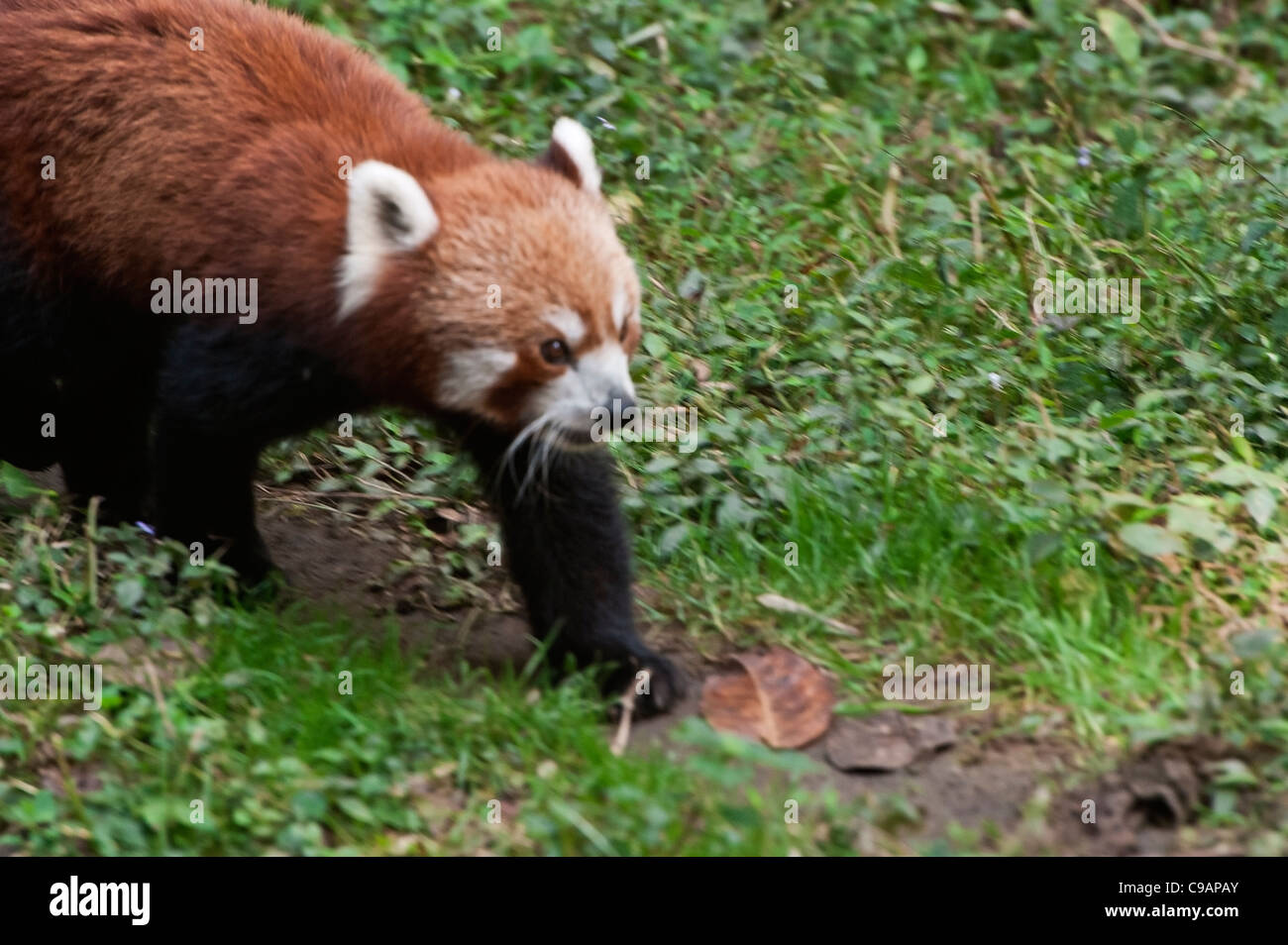panda [Land] [WOP] [PH] Stock Photo - Alamy