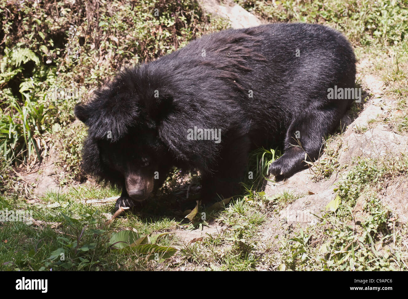 Himalayan Black Bear