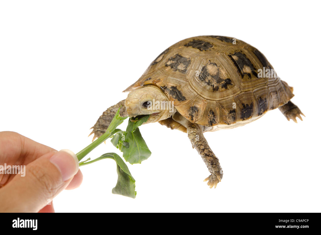 cute pet turtle tortoise isolated on white Stock Photo - Alamy