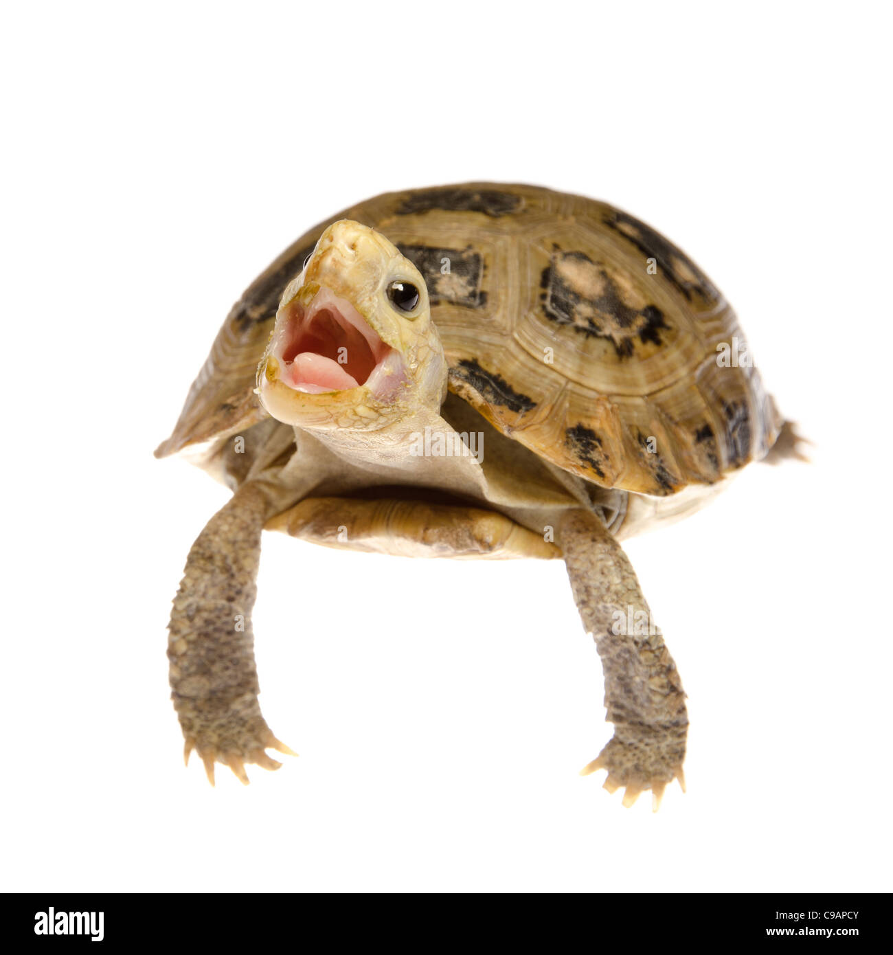 cute pet turtle tortoise isolated on white Stock Photo - Alamy