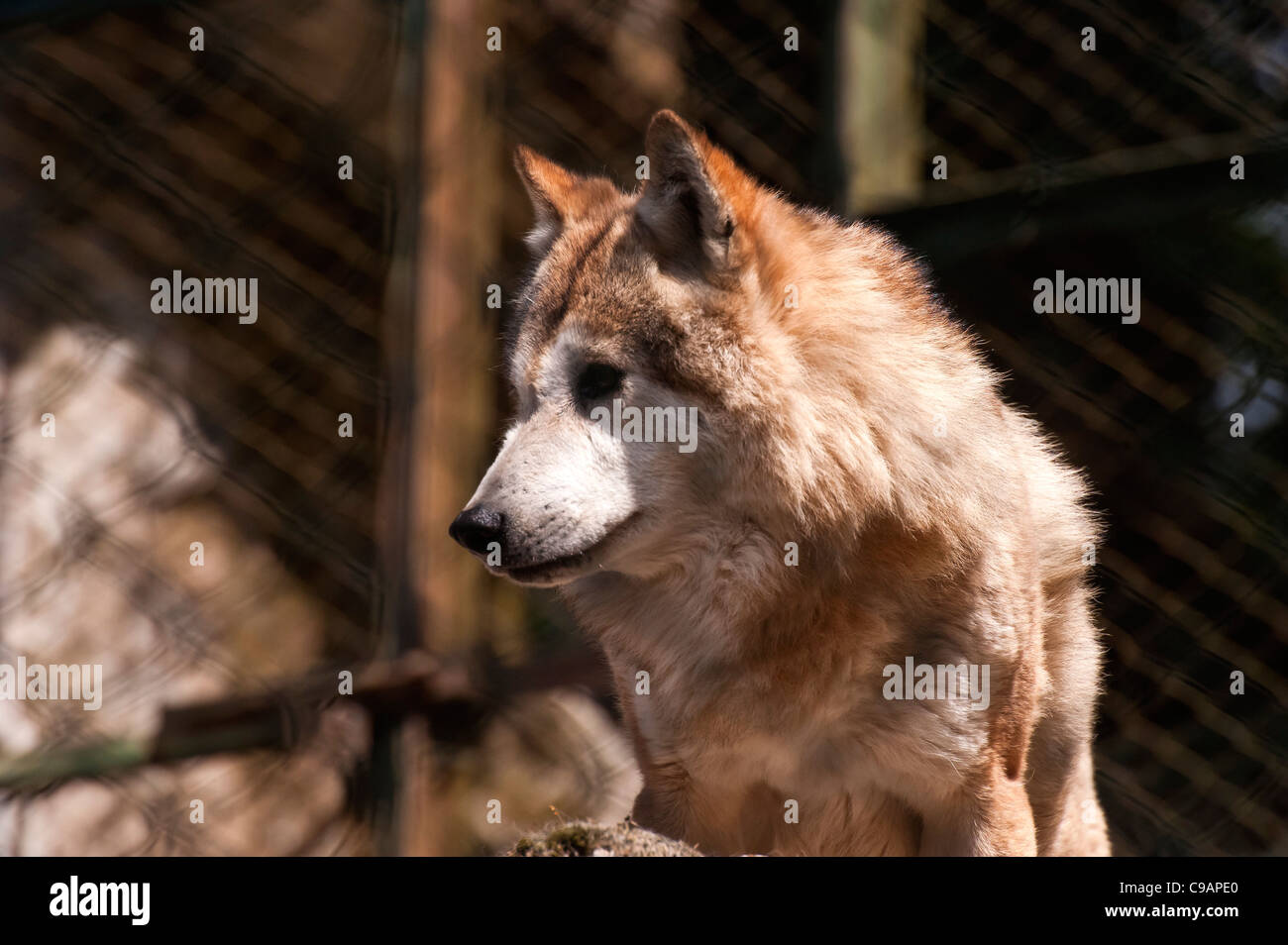Hymalayan Mountain Wolf