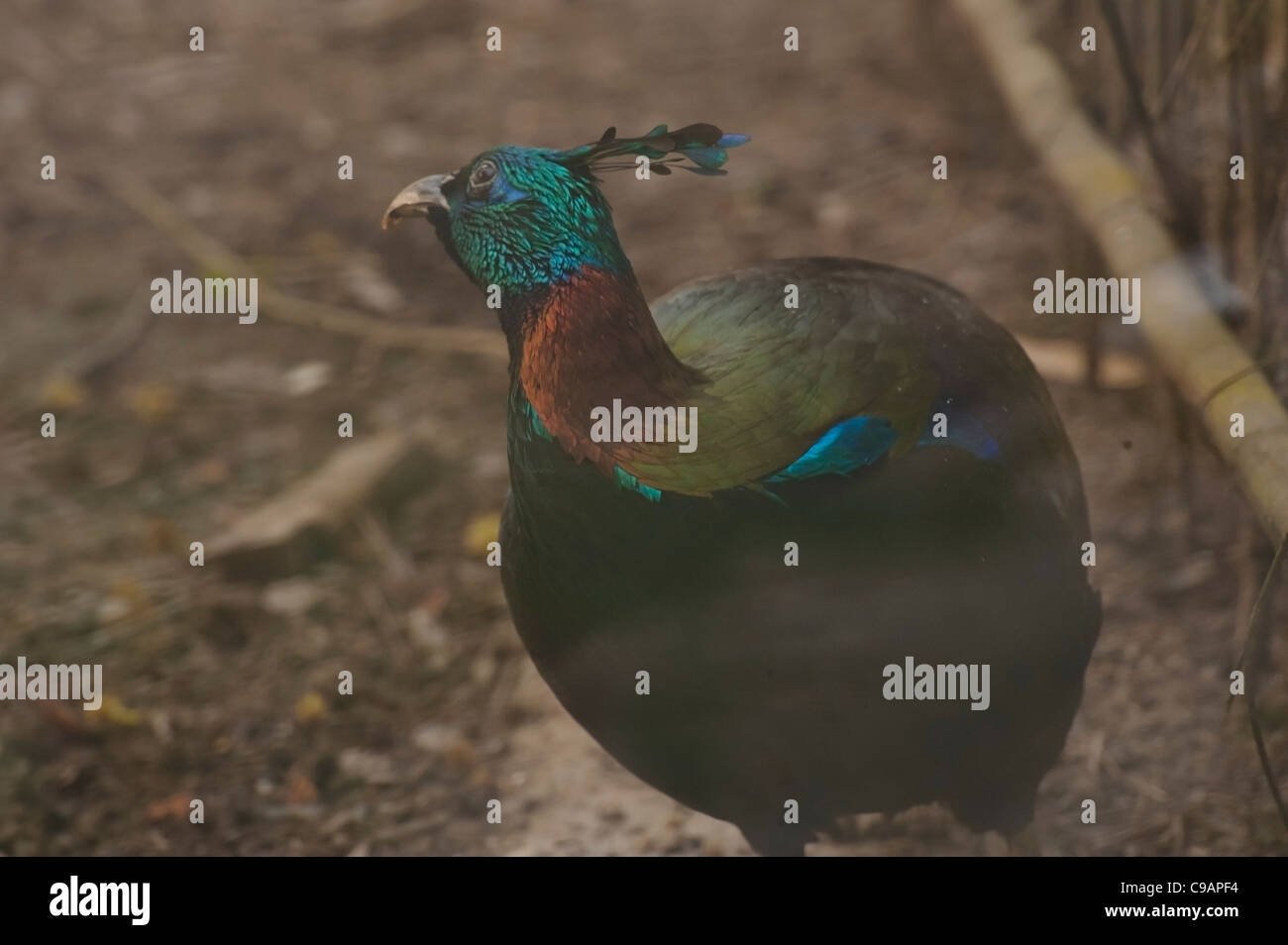 Peacock shape hi-res stock photography and images - Alamy
