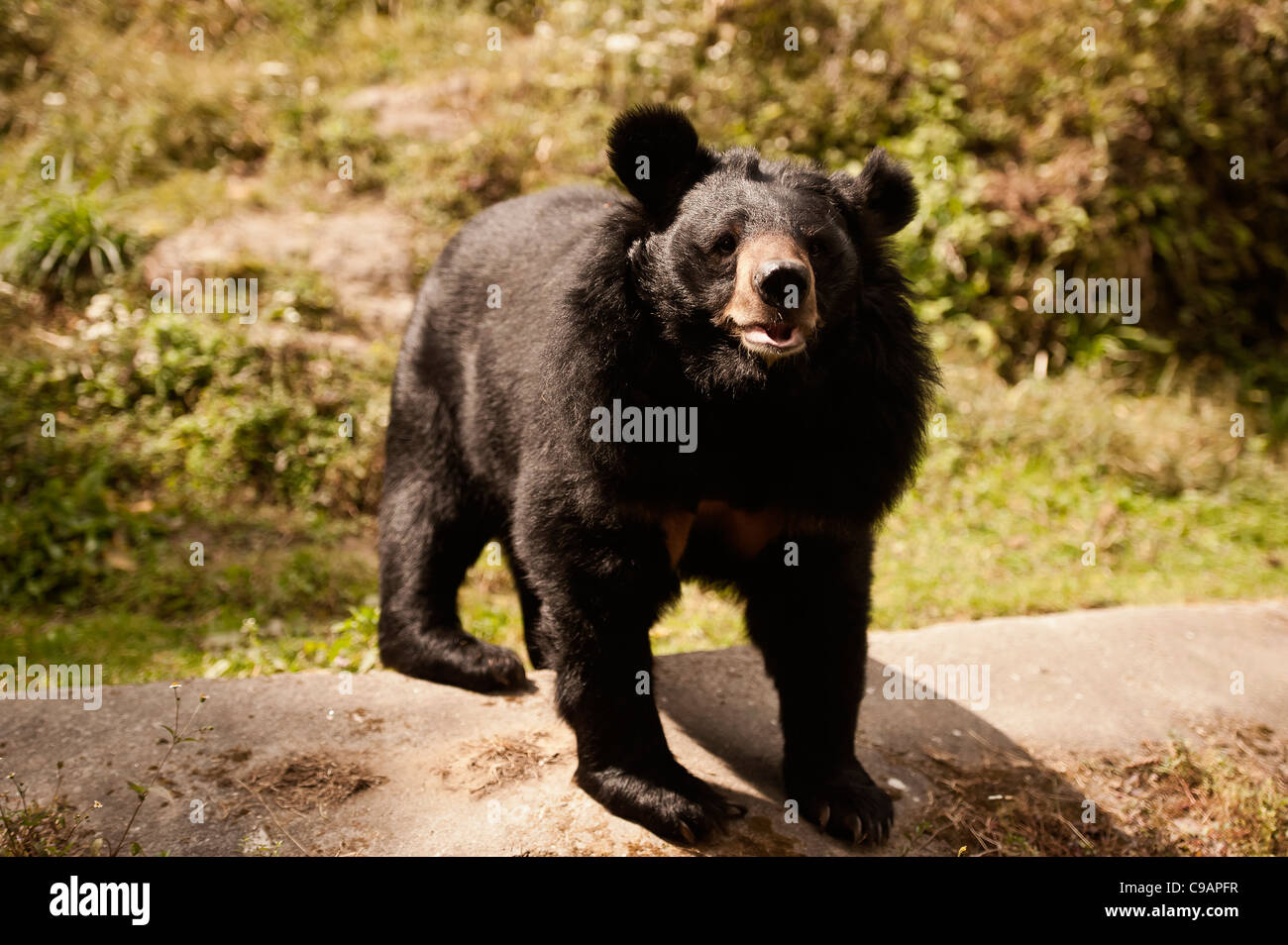Charging bear, before,final,assault Stock Photo - Alamy