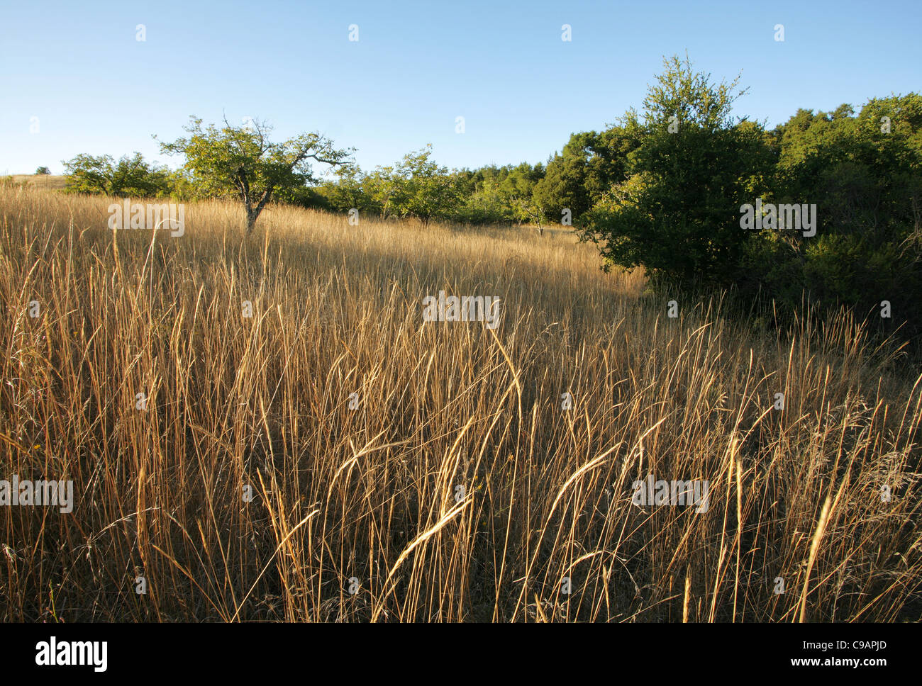 Savannah california hi-res stock photography and images - Alamy