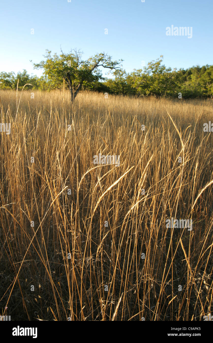 Savannah california hi-res stock photography and images - Alamy