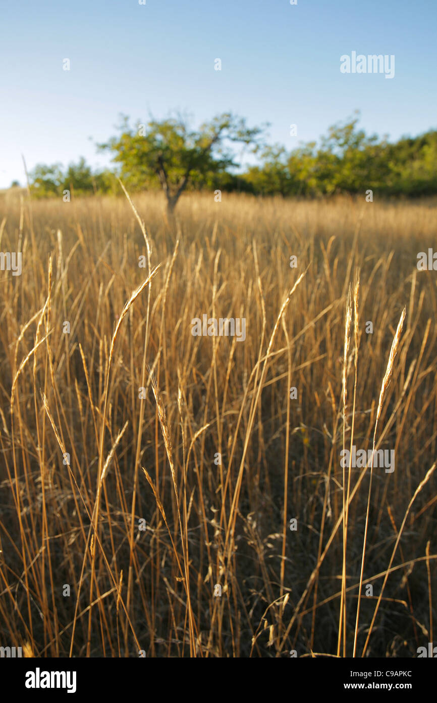 Stunning chaparral grassland in Northern California in late afternoon ...