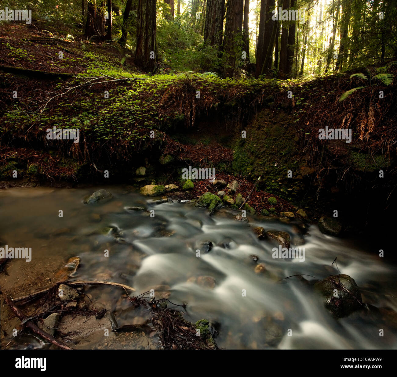 Lush Rain Forest Stream with rays of sunlight Stock Photo - Alamy