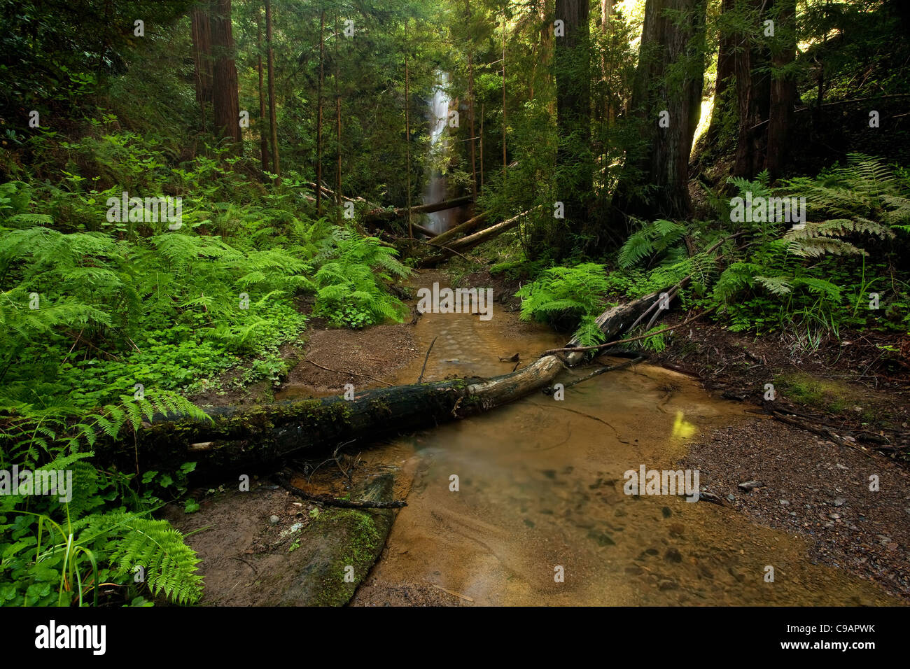 Redwood falls hi-res stock photography and images - Alamy
